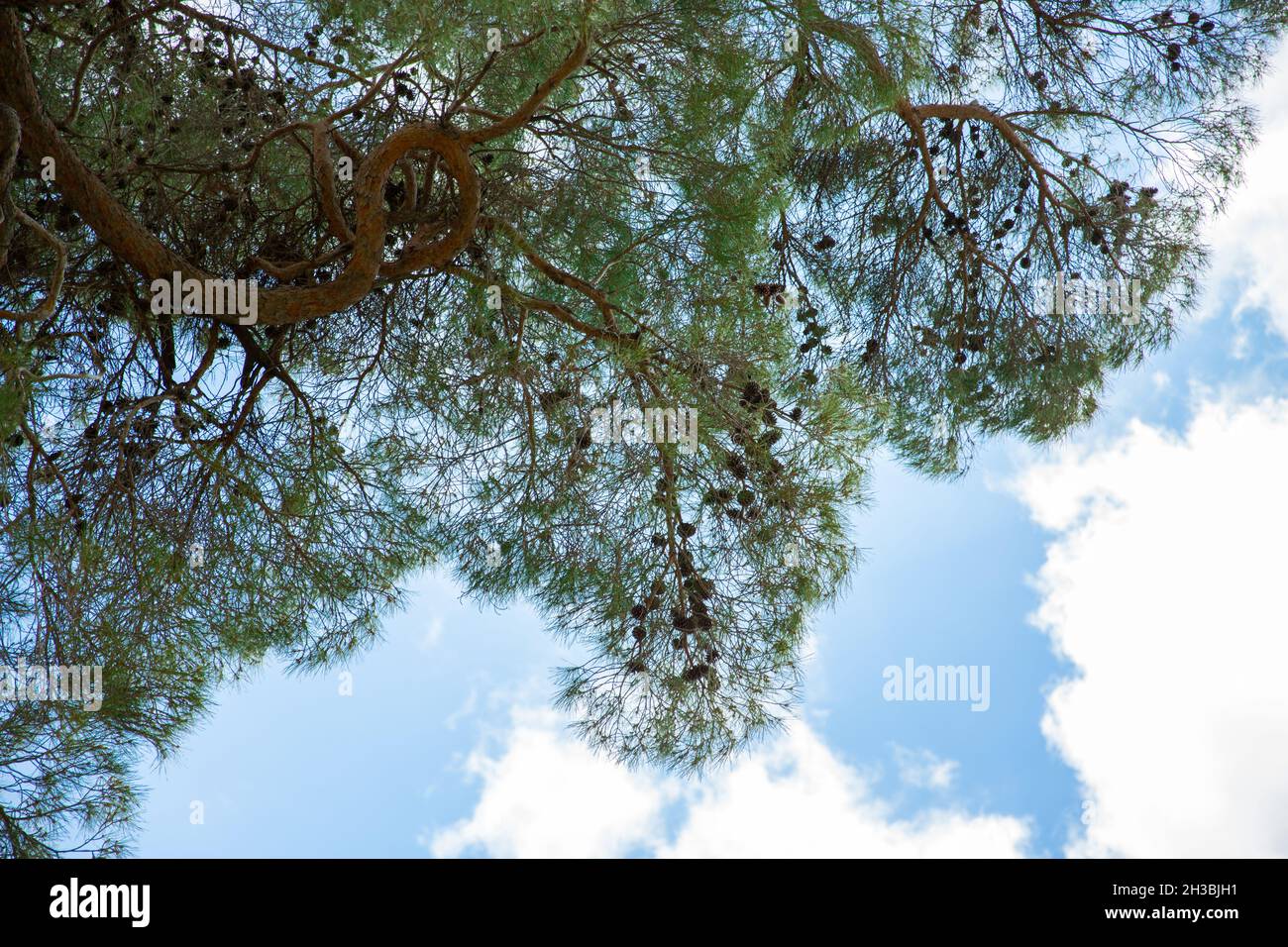 Alone Cedar tree cedar pine against blue sky with clouds background Stock Photo - Alamy