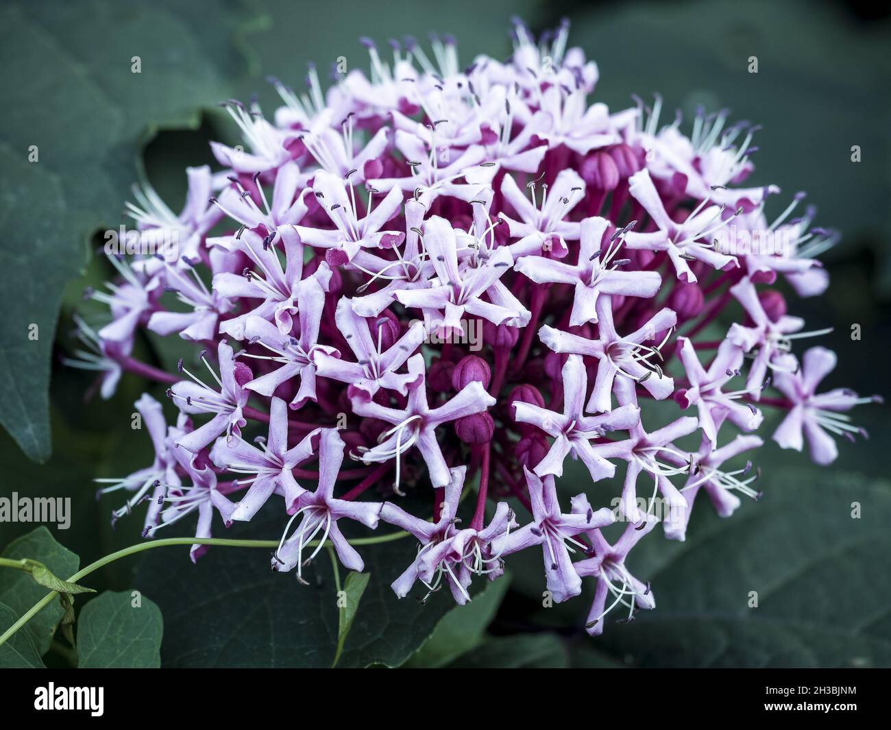 Clerodendrum Purple