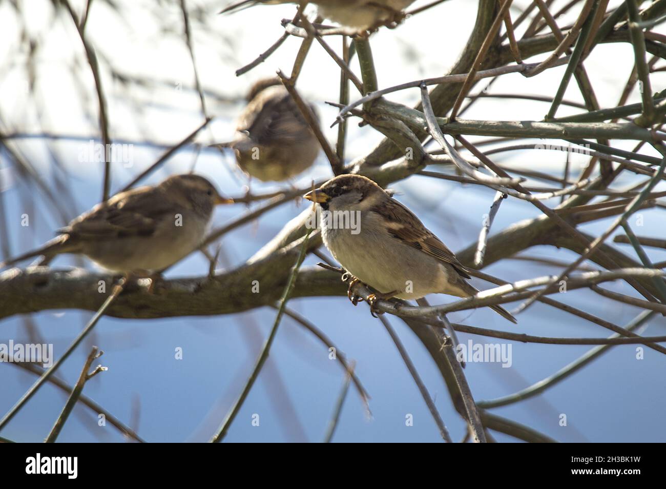 Beautiful shot of sparrows on a tree during the day Stock Photo - Alamy