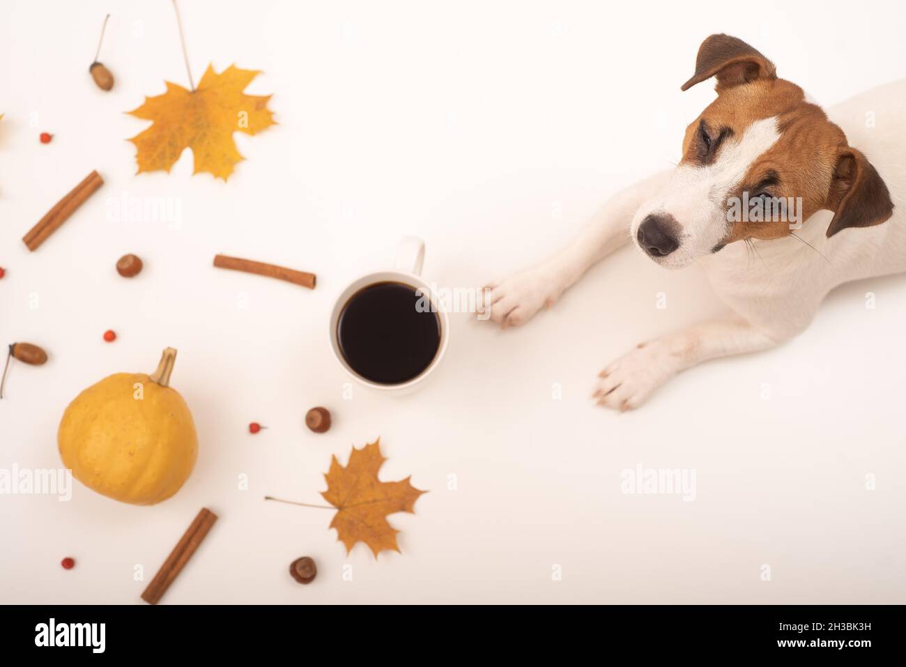 The dog lies next to a mug of black coffee and an autumn flat lei ...