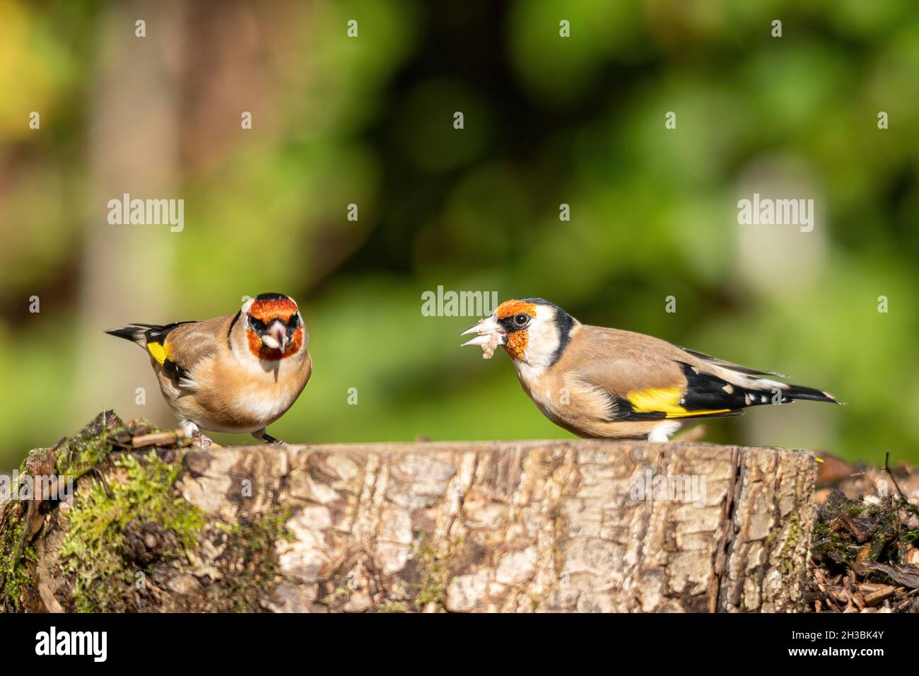 Ground feeding birds hi-res stock photography and images - Alamy