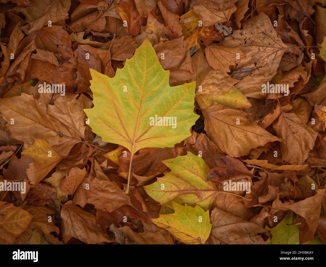 Deep golden yellow hi-res stock photography and images - Alamy