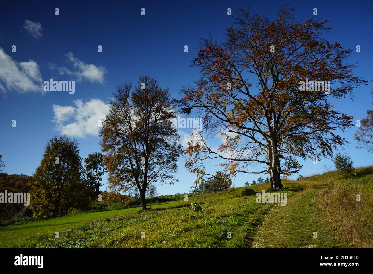 Beautiful autumn background sun hi-res stock photography and images - Alamy