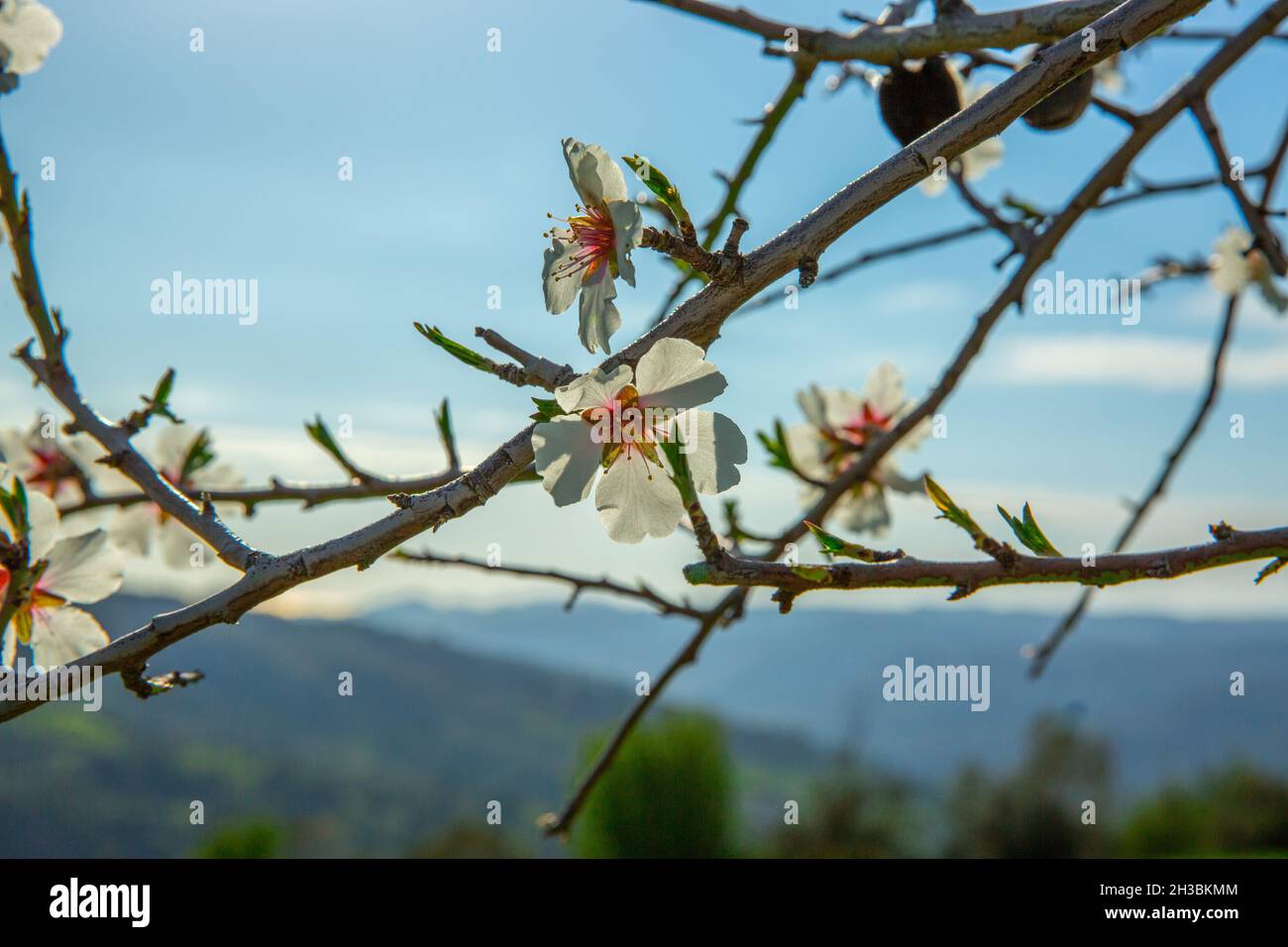branch of a flowering plum tree. Spring Stock Photo - Alamy