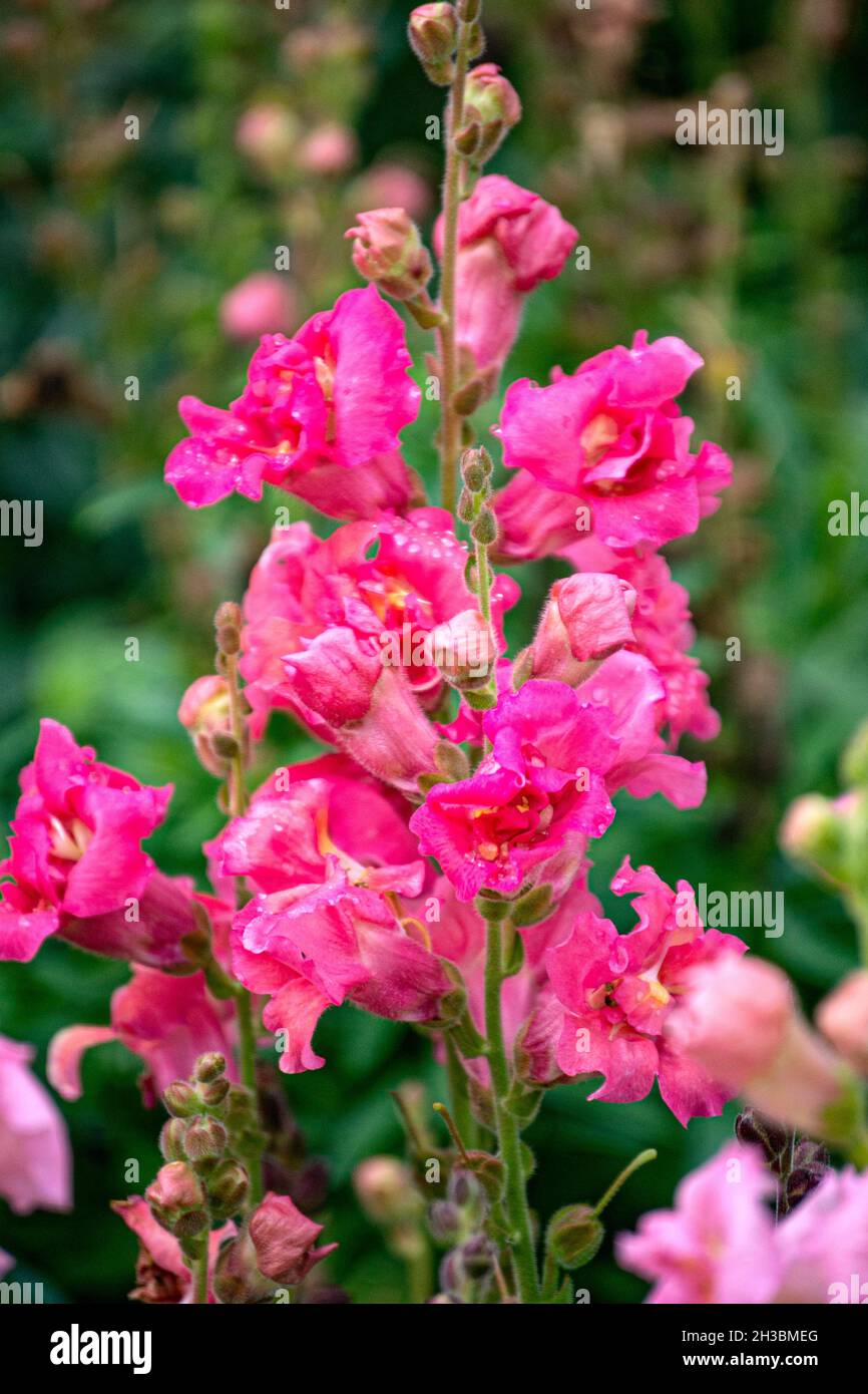 Snapdragon bed hi-res stock photography and images - Alamy