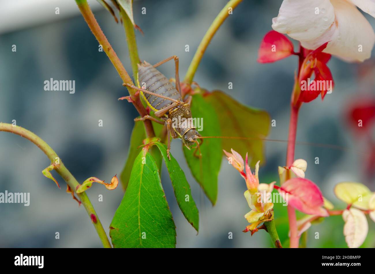 Grasshopper on a rose flower Stock Photo - Alamy
