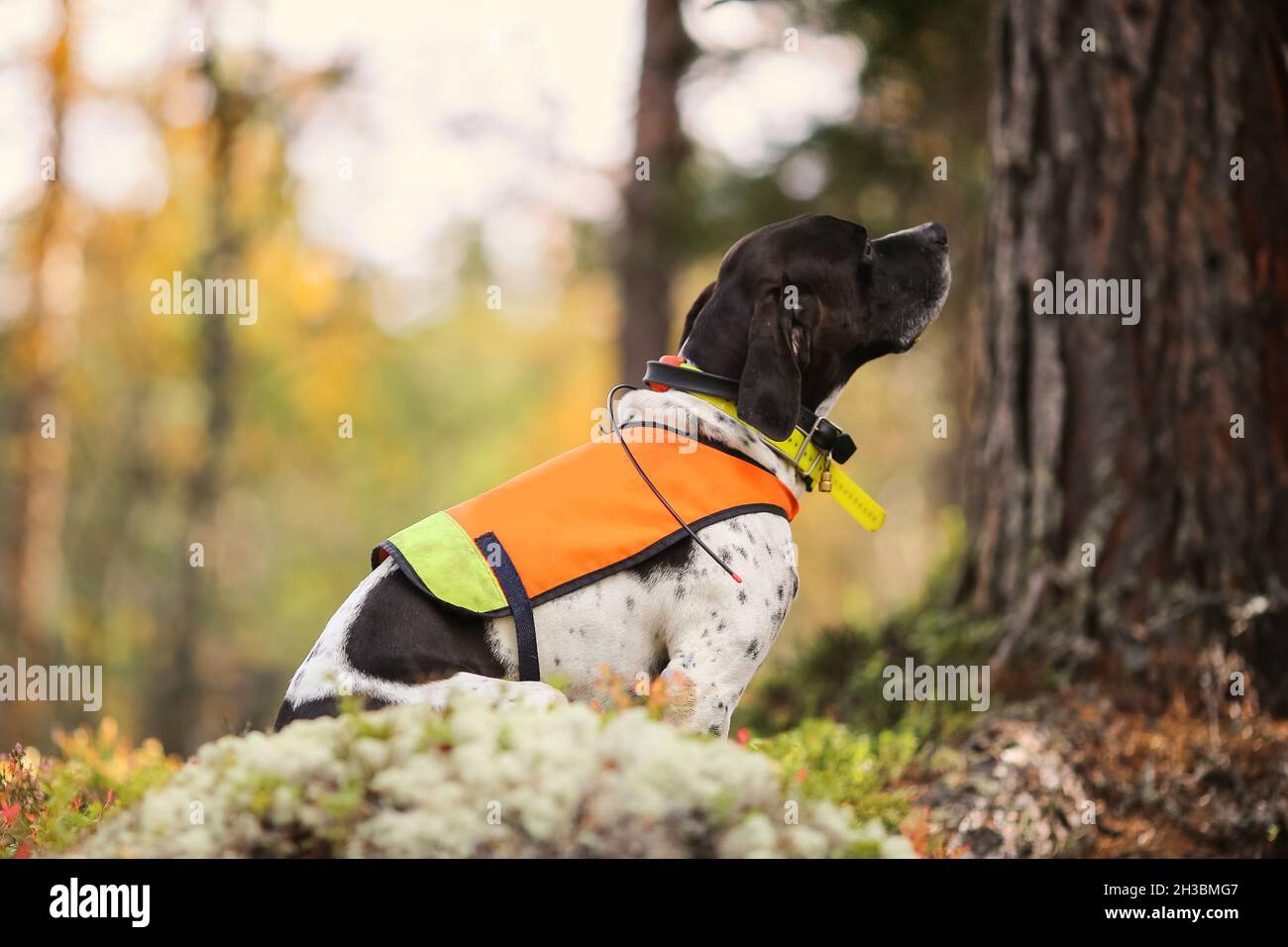 Dog english pointer hunting in the mountains in Norway Stock Photo - Alamy