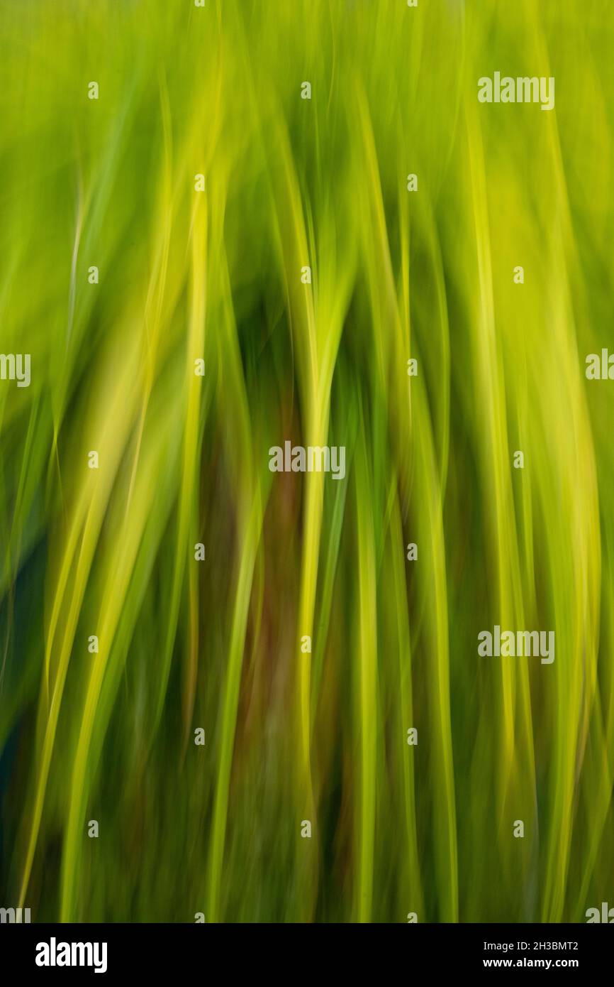 Grass in wind, blurred motion, Abstract Stock Photo - Alamy