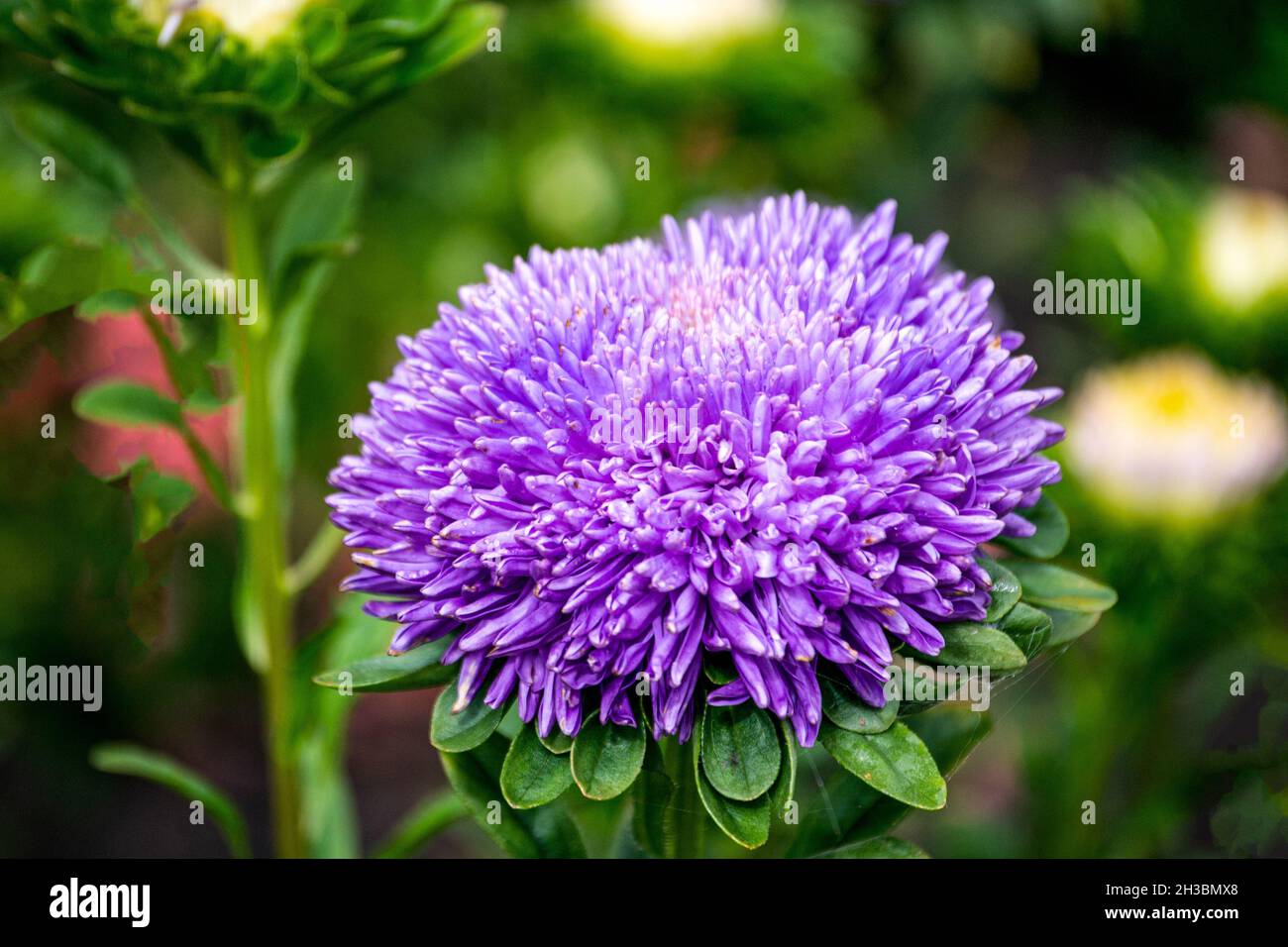 Purple double aster flower in the garden on the flowerbed Stock Photo ...
