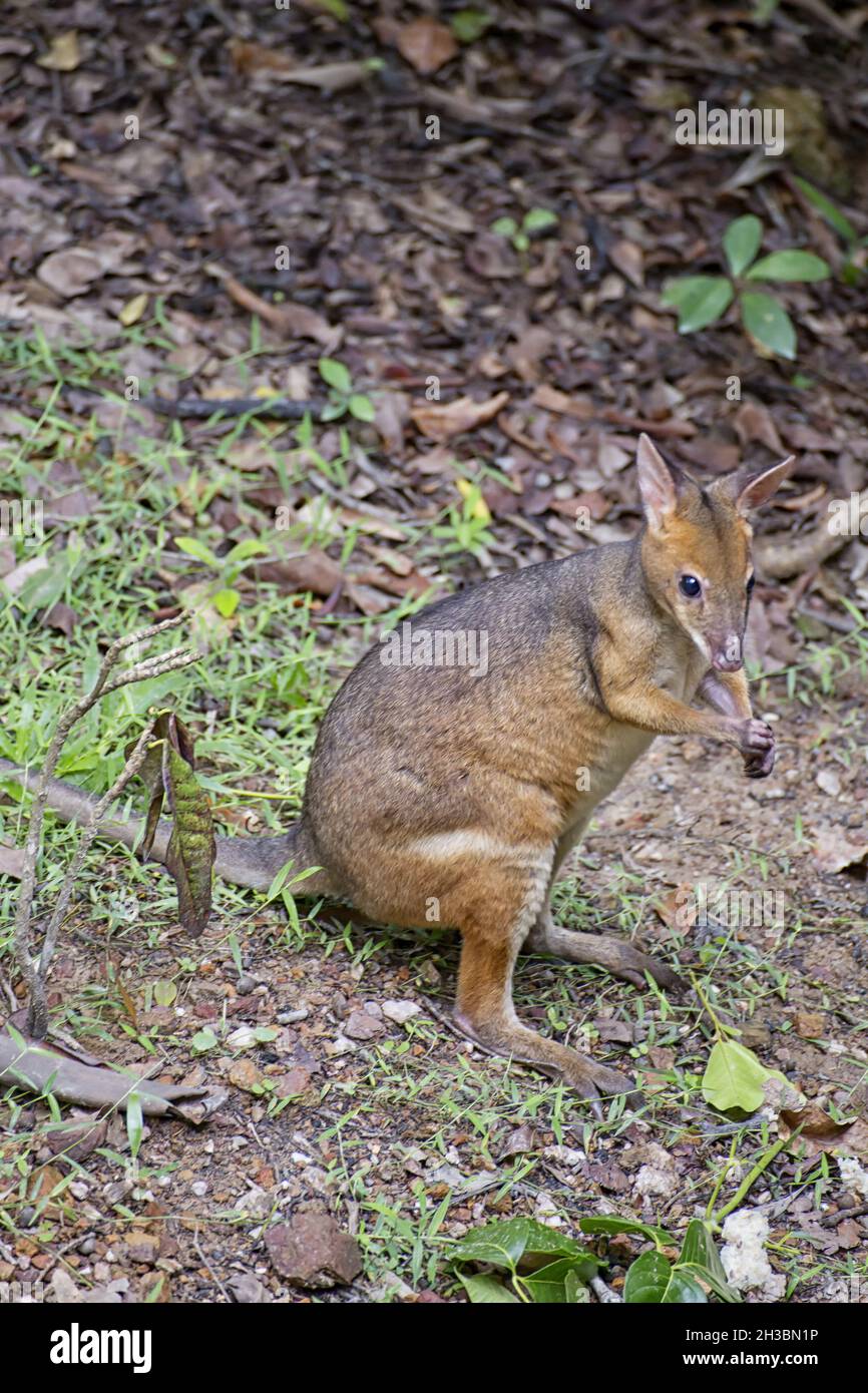 Red legged paddy melon hi-res stock photography and images - Alamy