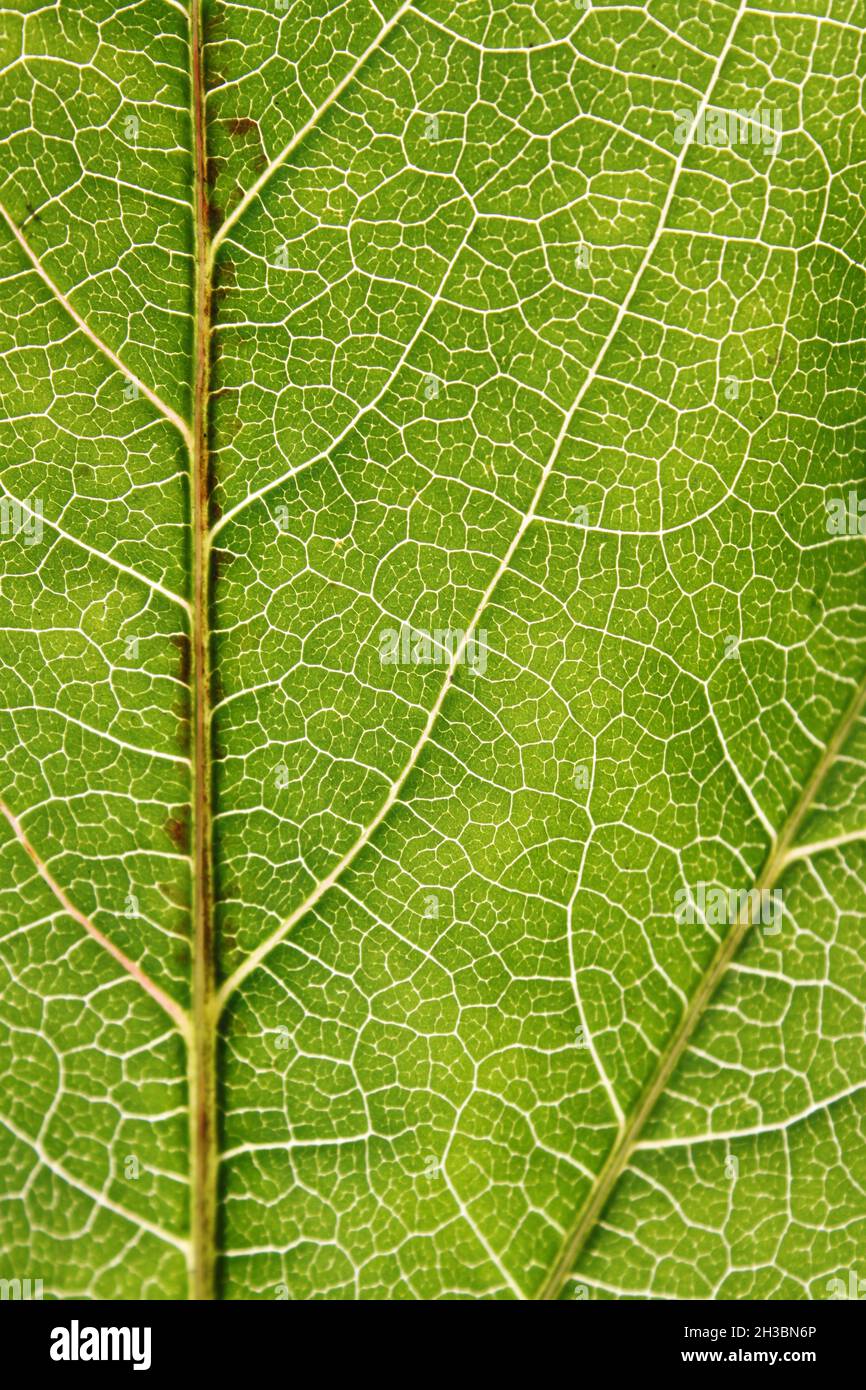 Translucent transparent hi-res stock photography and images - Alamy