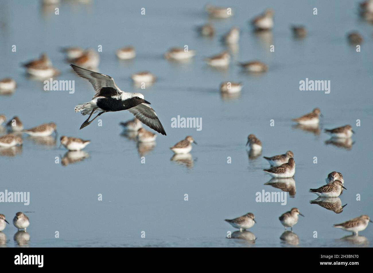 Black-bellied plover in flight during spring migration at Delaware Bay ...