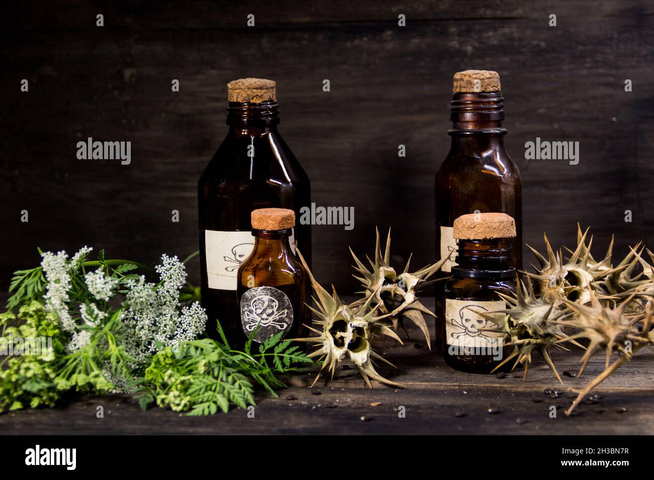 poison bottles, hemlock flowers and burundanga seeds Stock Photo - Alamy
