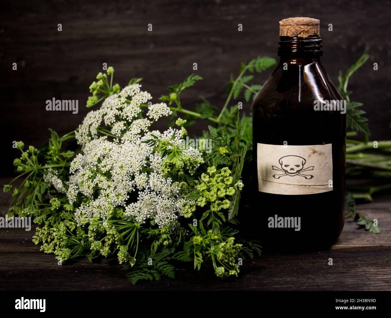 hemlock flower bouquet with a vial of poison Stock Photo - Alamy