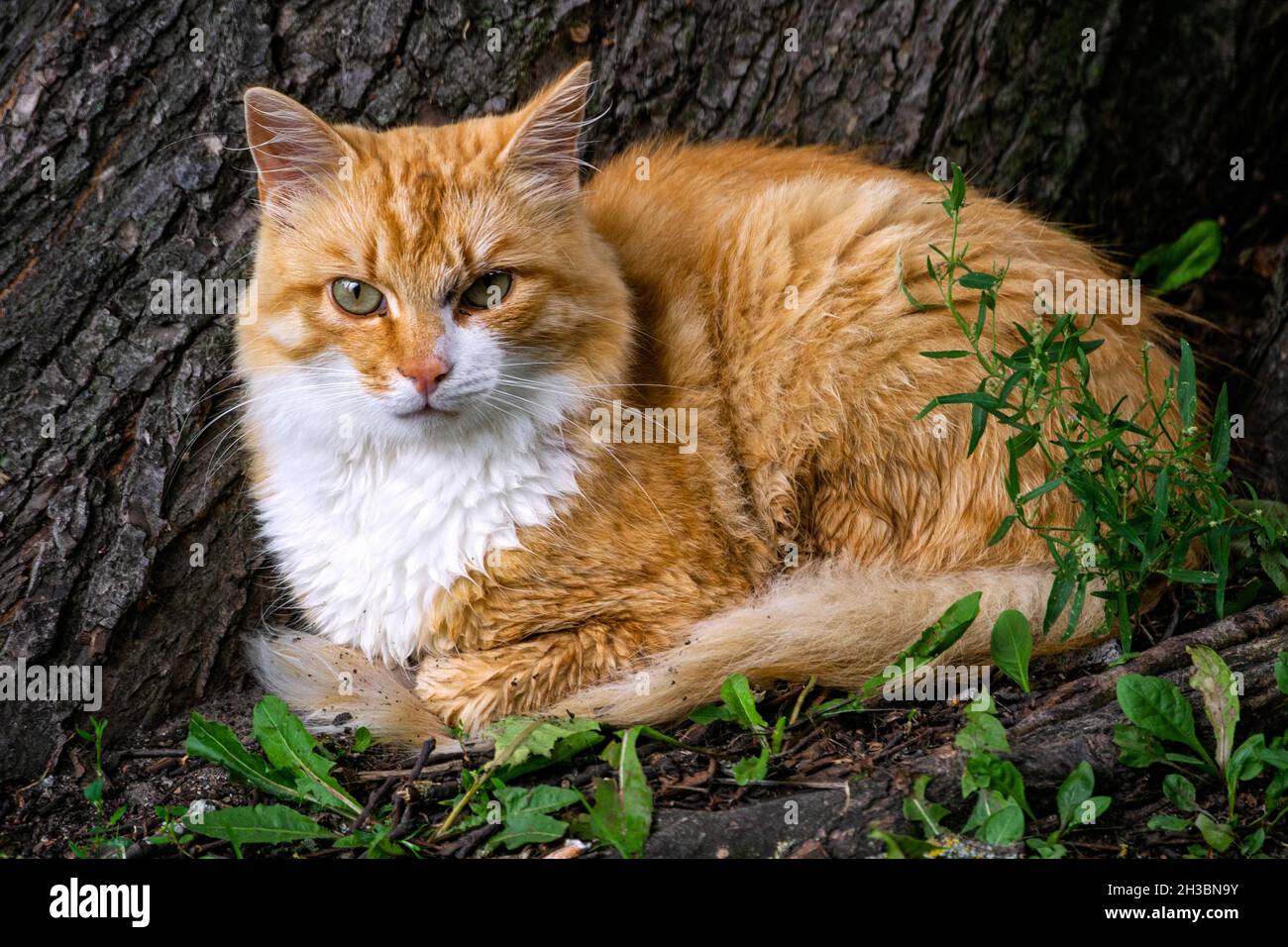 A ginger cat sits under a tree in the garden Stock Photo - Alamy