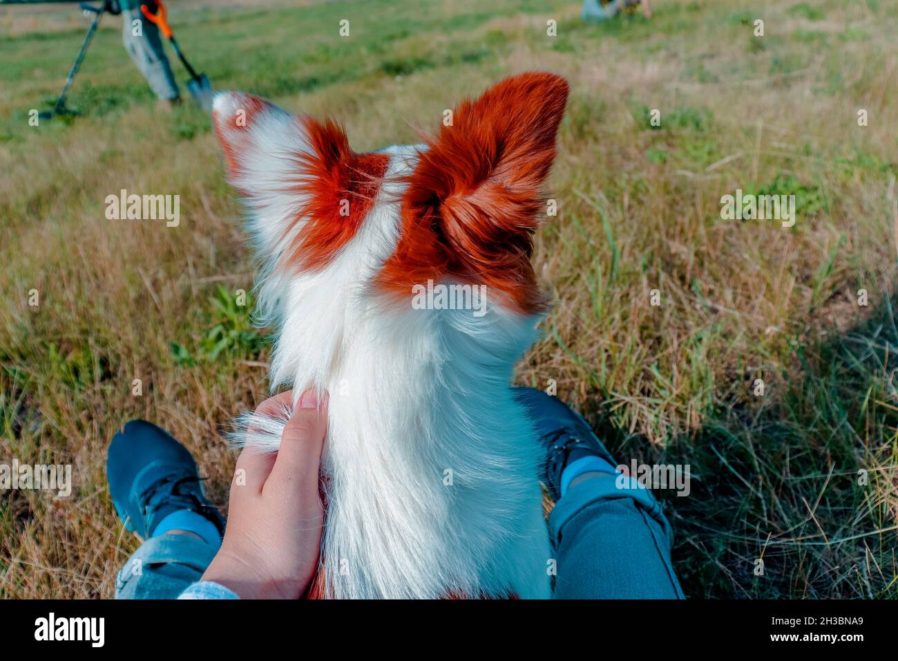 Rear view of a fluffy red and white dog that has raised its ears and ...