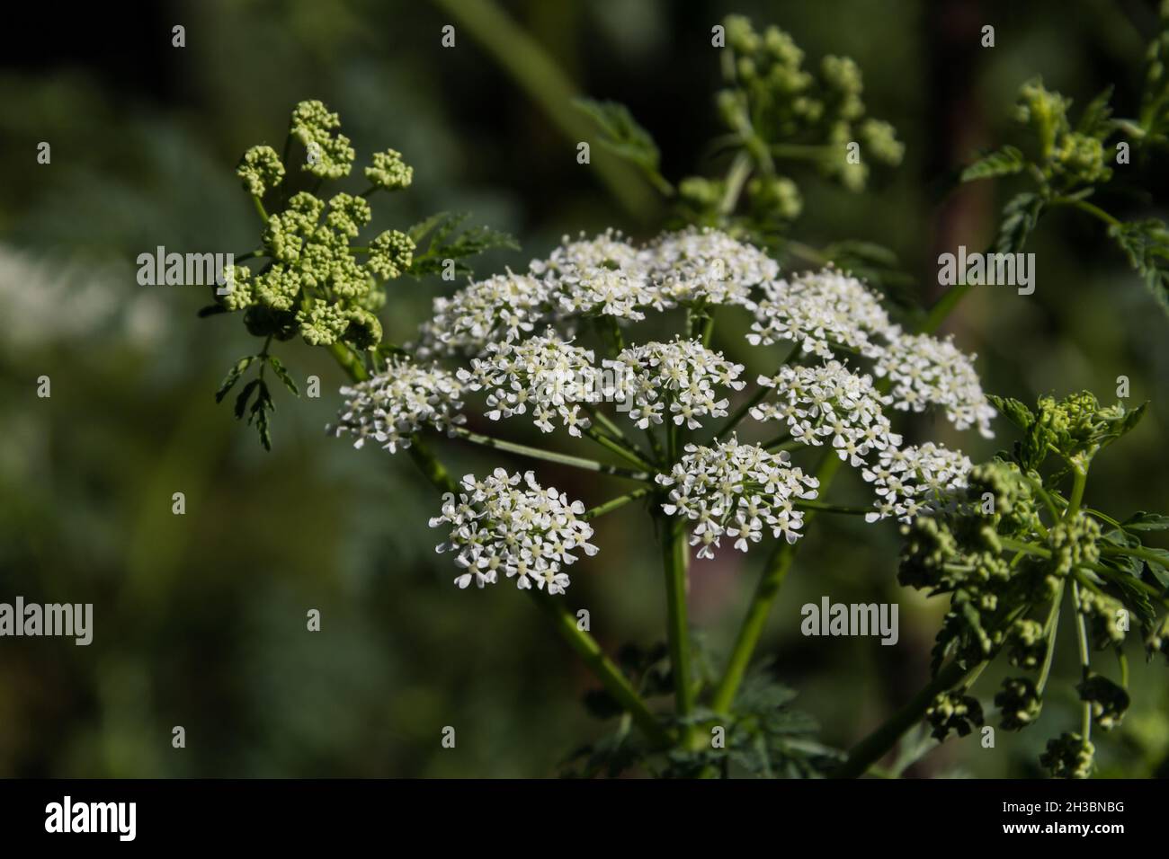 Blossom deadly hemlock conium hi-res stock photography and images - Alamy