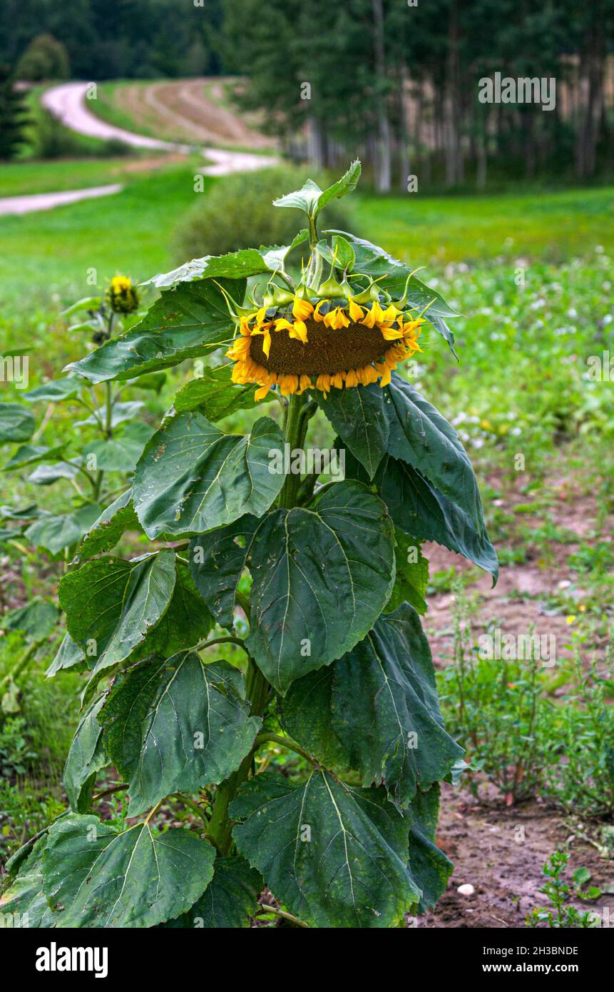 Edge flowerbed garden hi-res stock photography and images - Alamy