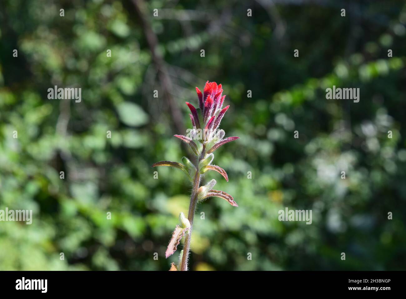 Spike shaped flower hi-res stock photography and images - Alamy