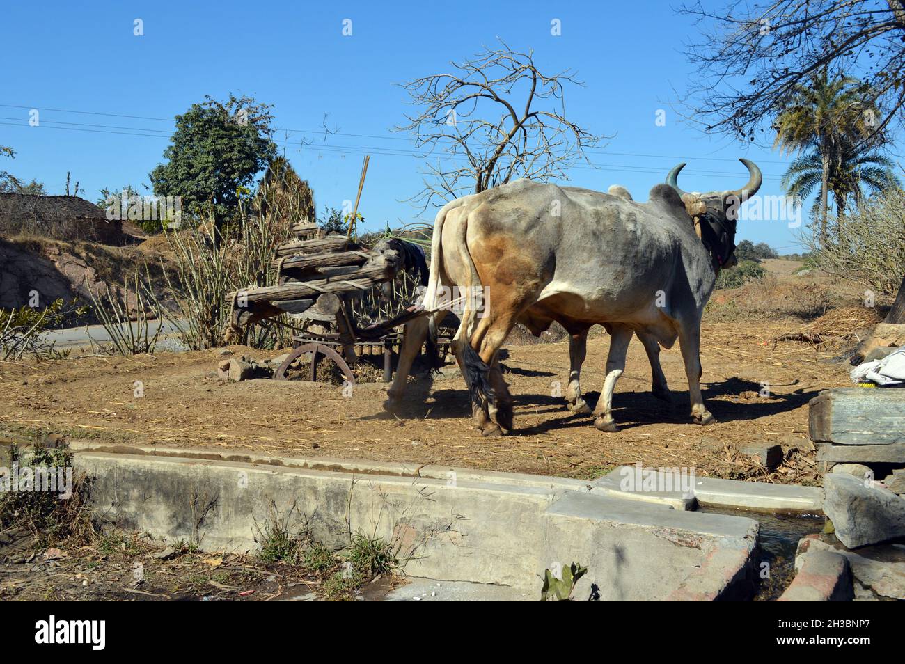 Indian irrigation system hi-res stock photography and images - Alamy