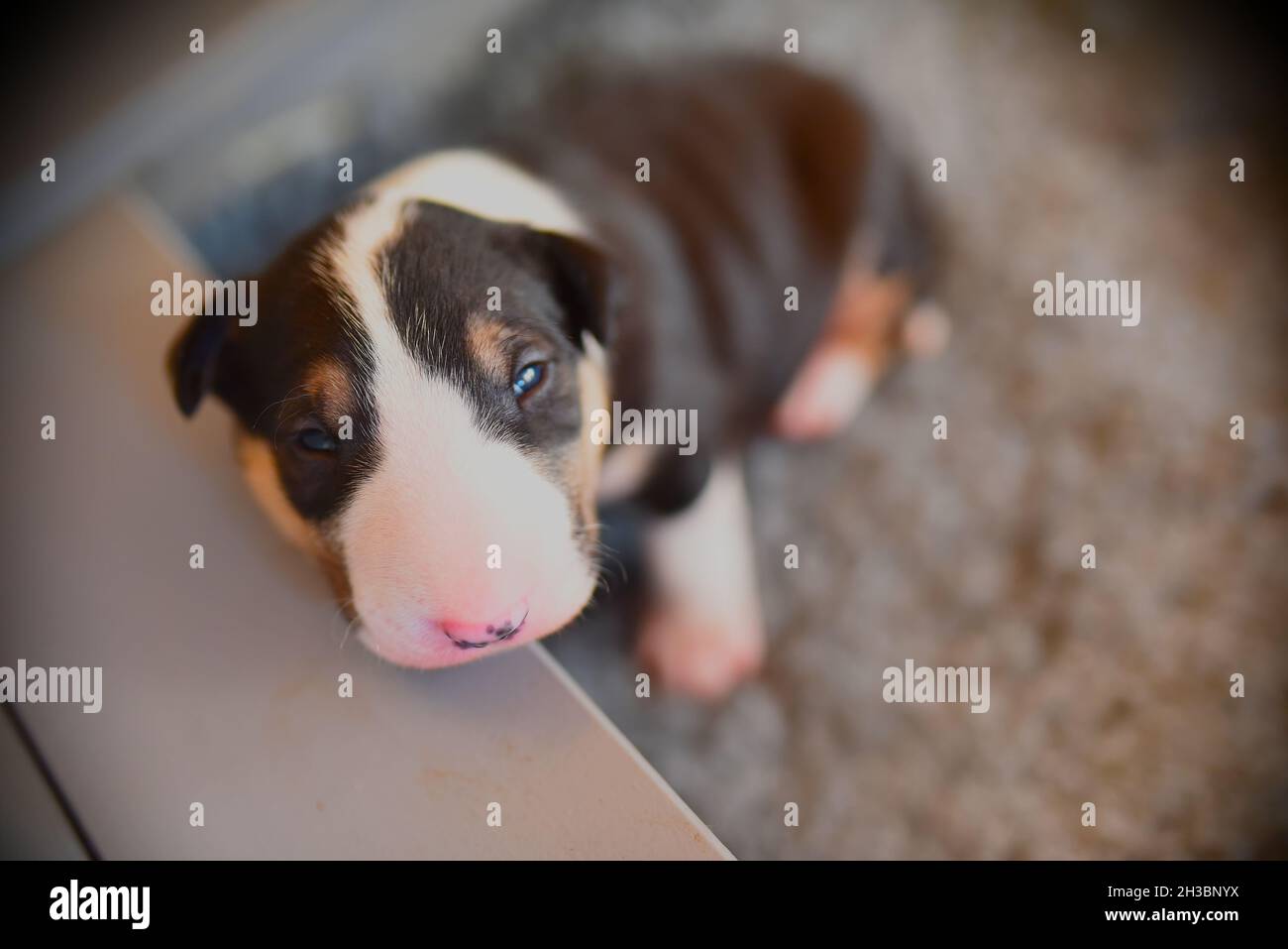 a little Dog is coming Stock Photo - Alamy