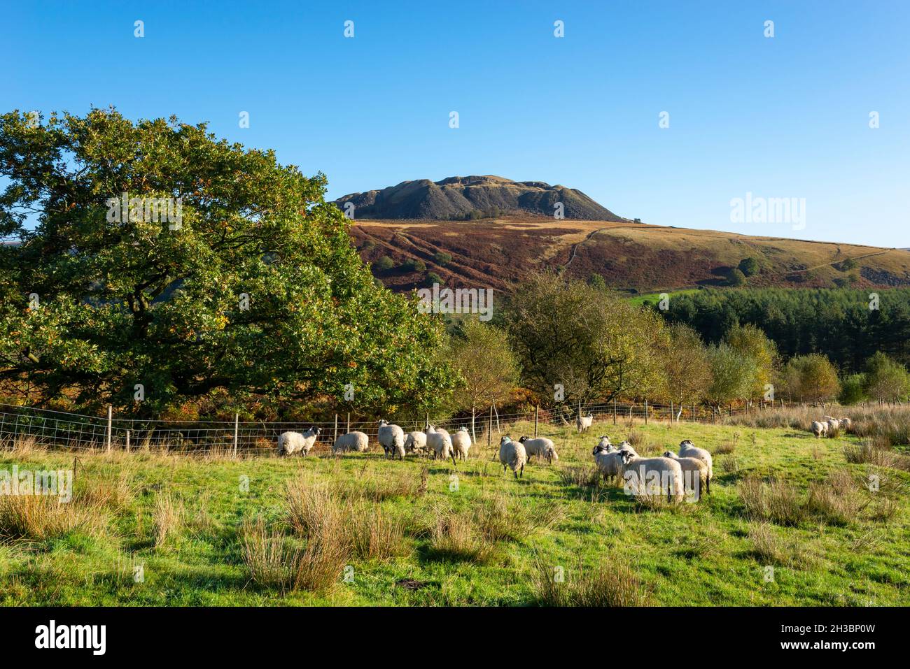 Sheep in the north pennines hi-res stock photography and images - Alamy
