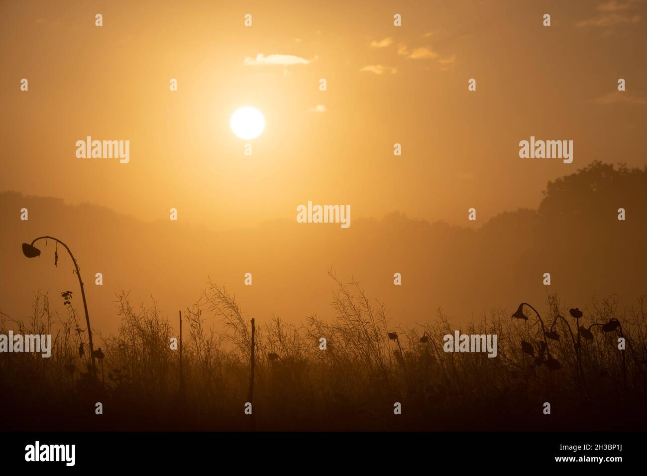 The sun sets behind faded sunflowers and flowers Stock Photo - Alamy