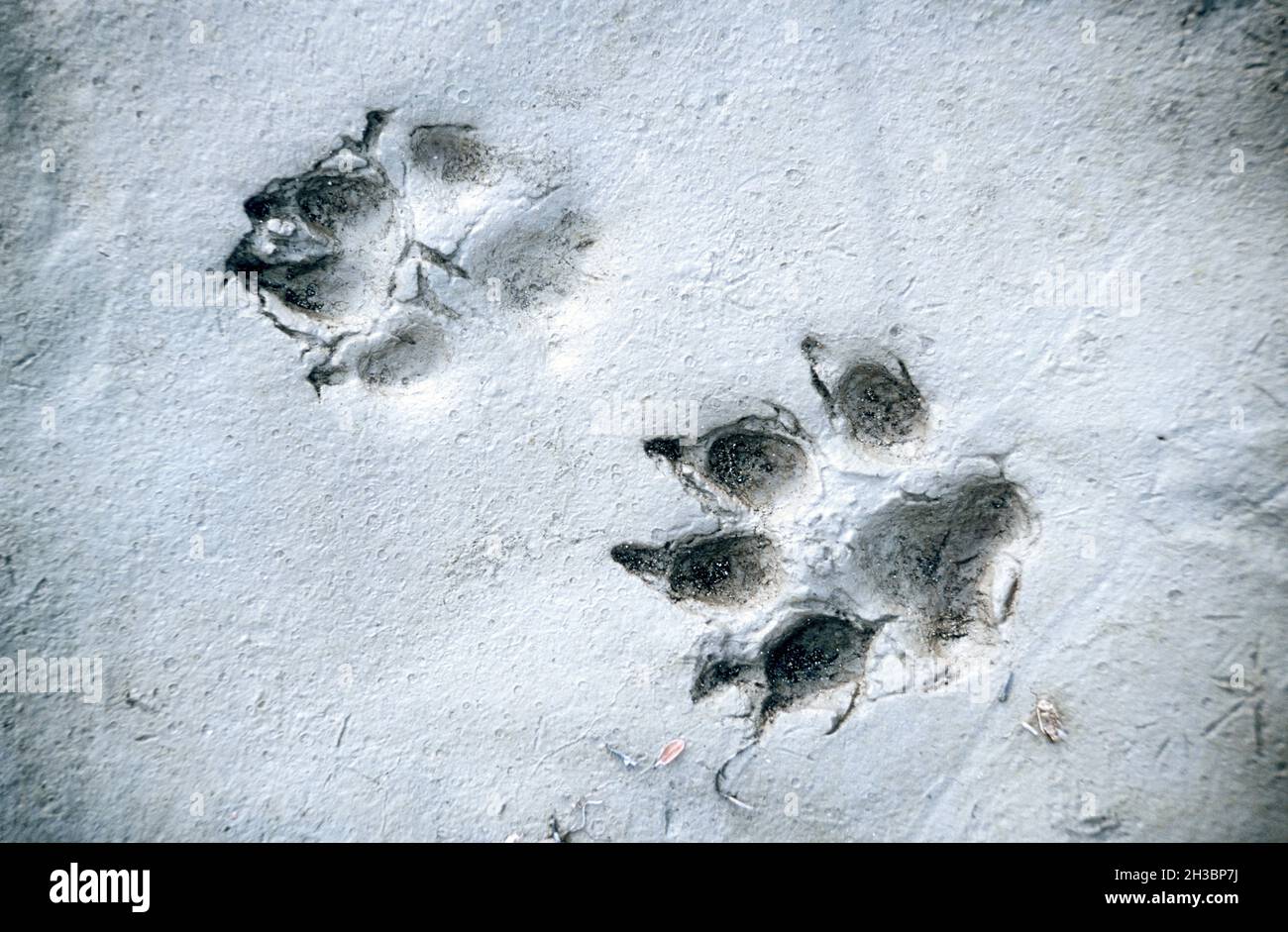Grey Wolf Tracks