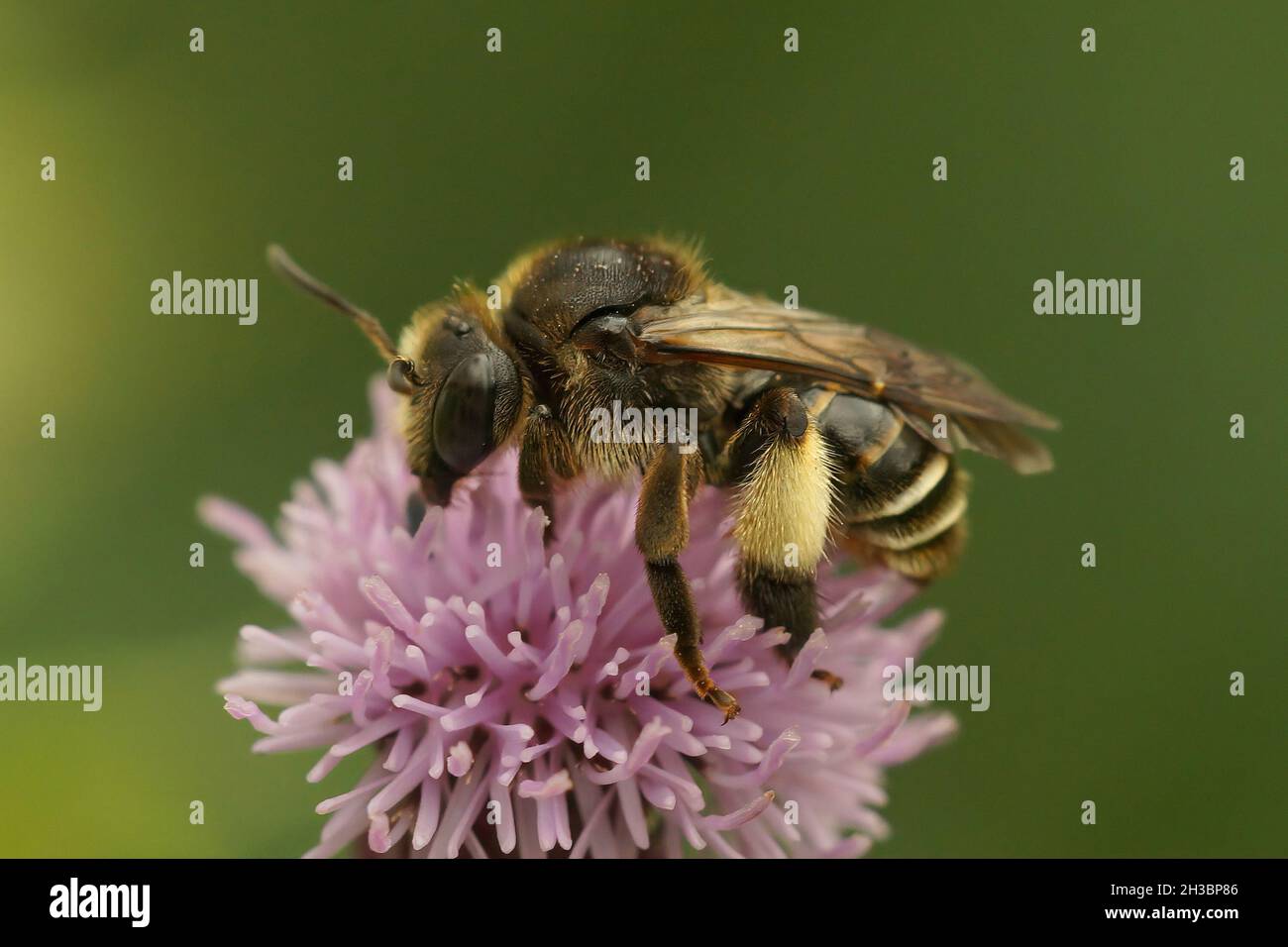Closeup on a female Yellow loosestrife bee, Macropis europaea Stock ...