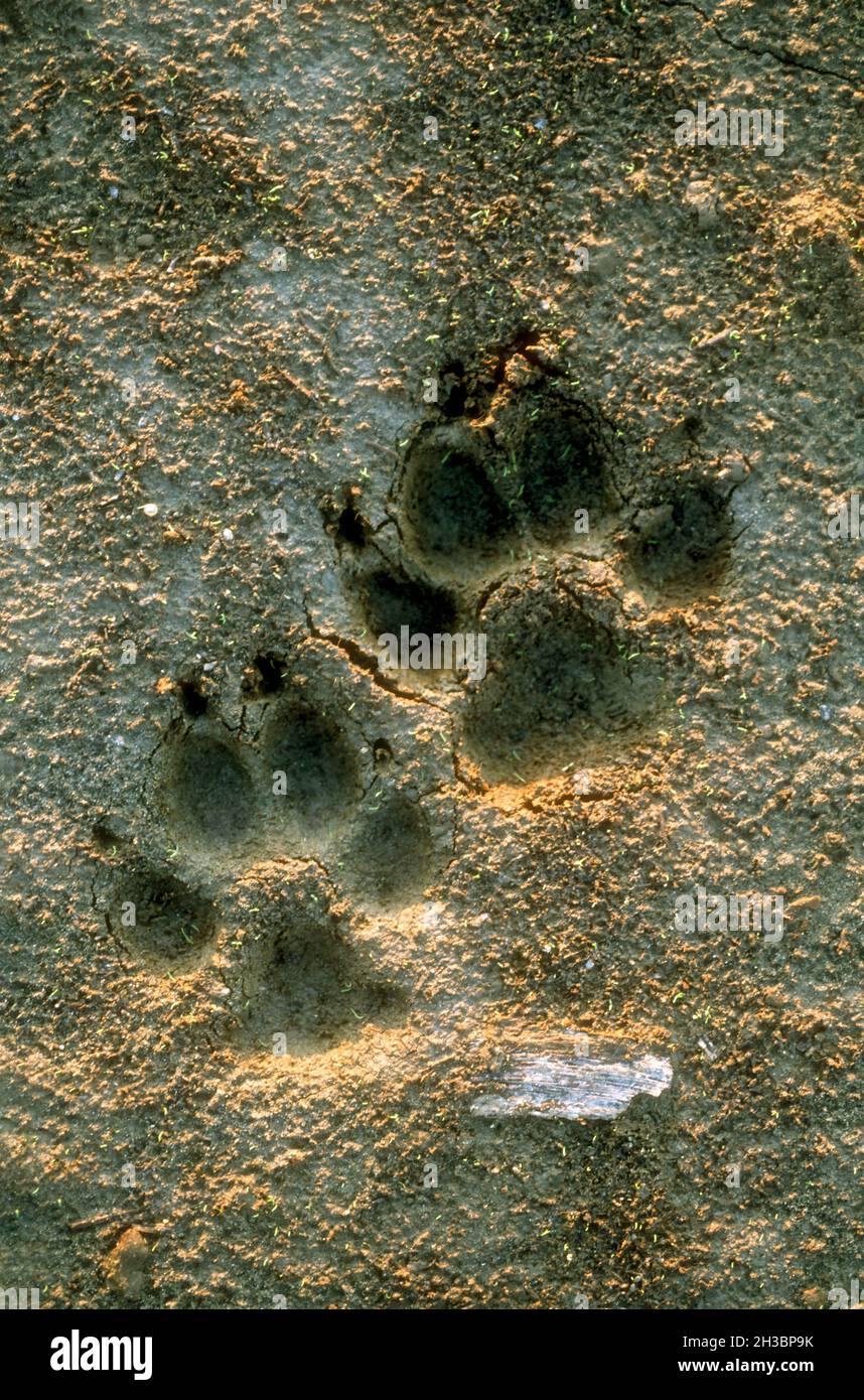 North America; United States; Alaska; Spring; Wildlife; Wolf; Canis ...