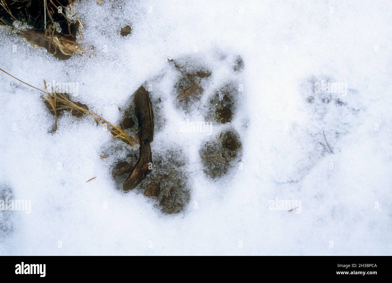 North America; United States; Alaska; Spring; Wildlife; Wolf; Canis ...