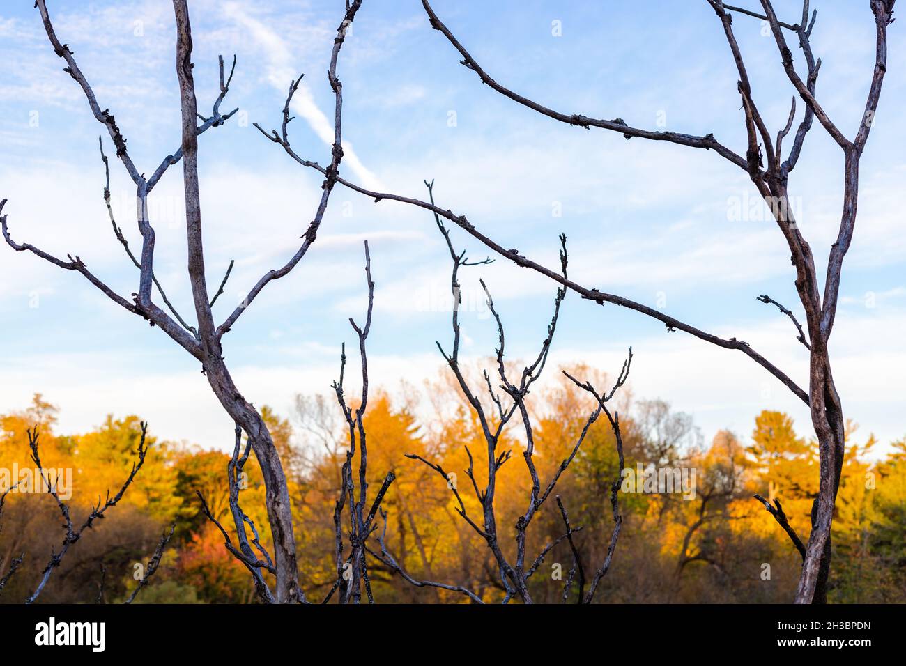 Branches of tree without leaves against blue sky and colorful foliage ...