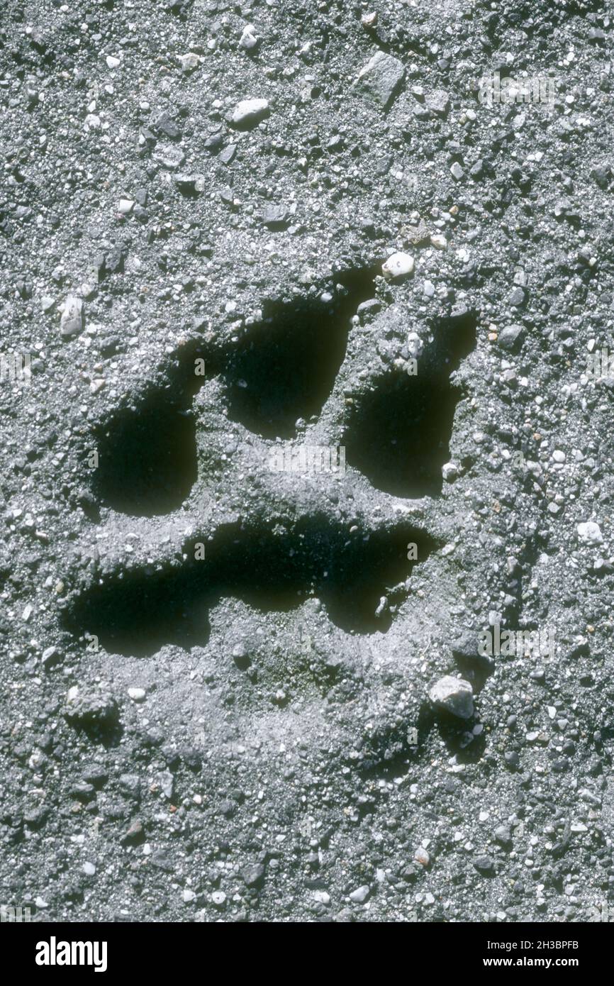 North America; United States; Alaska; Spring; Wildlife; Wolf; Canis ...