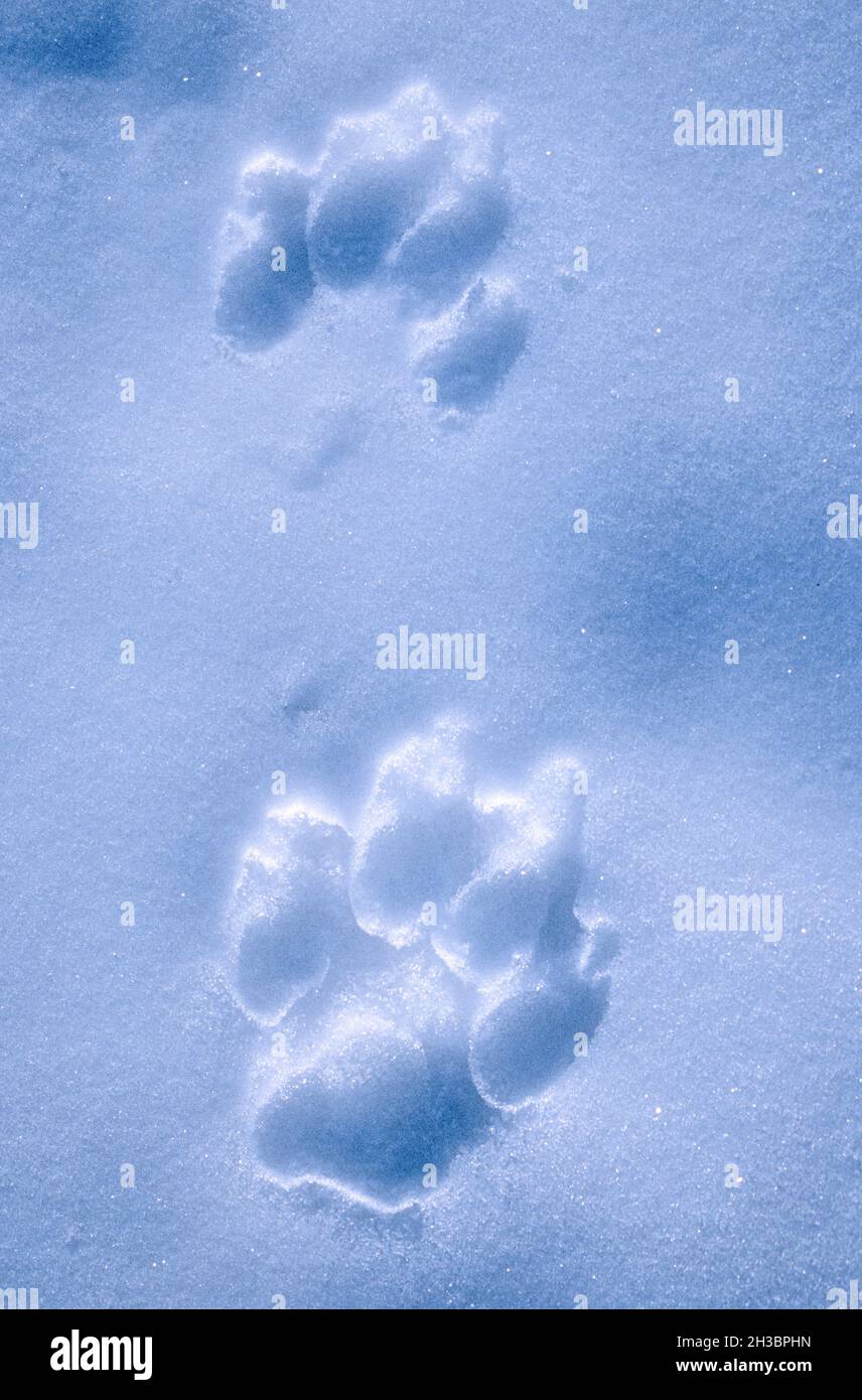 North America; United States; Alaska; Spring; Wildlife; Wolf; Canis ...