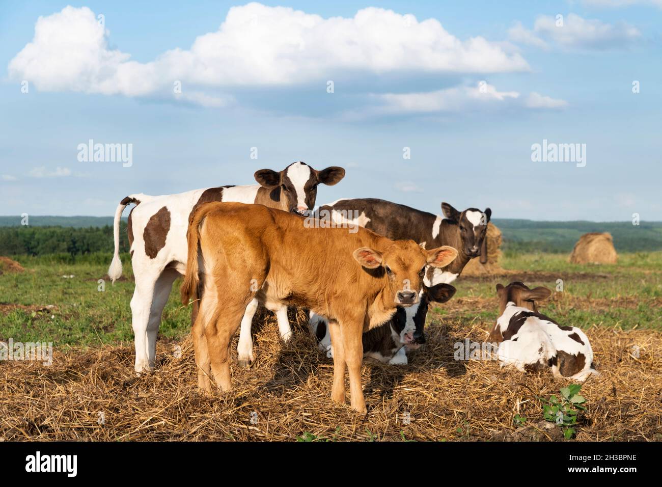 Kaluga region hi-res stock photography and images - Alamy