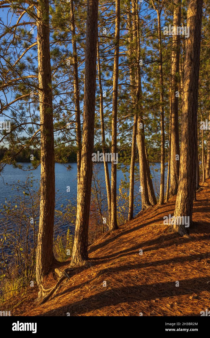 Red pines along the shore of Black Lake in northern Wisconsin Stock ...