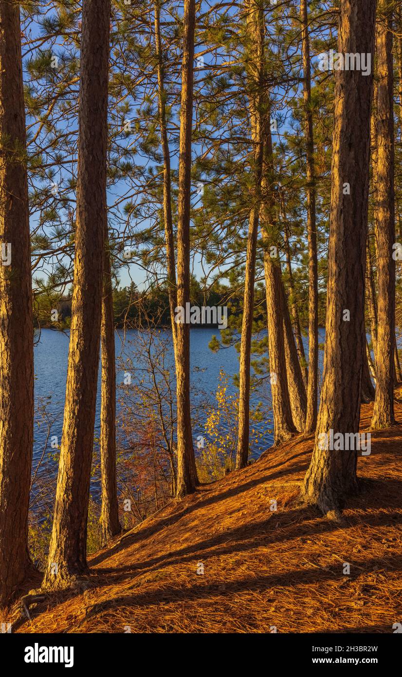Red pines along the shore of Black Lake in northern Wisconsin Stock ...