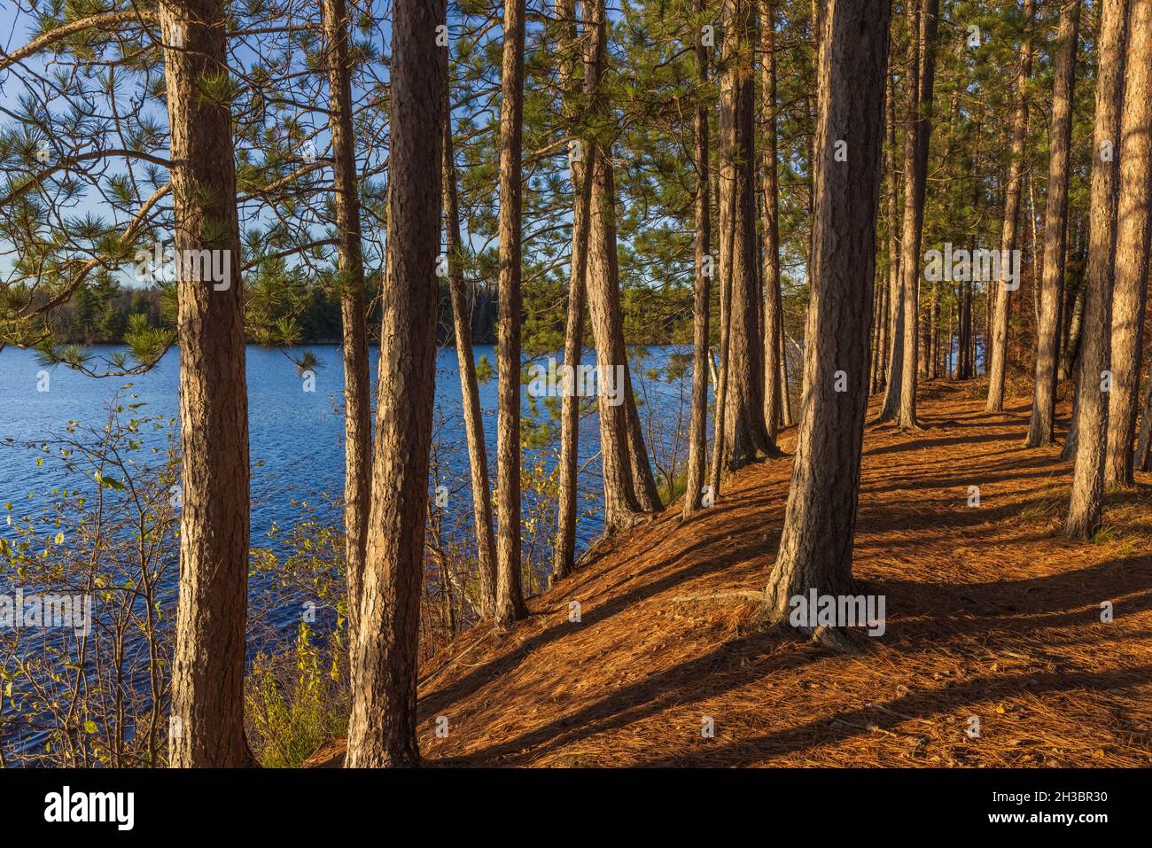 Red pines along the shore of Black Lake in northern Wisconsin Stock ...