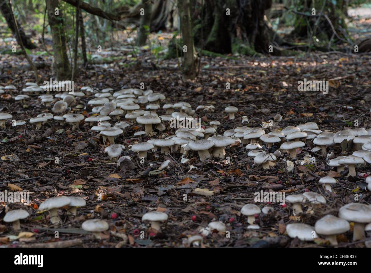 Large clump of the fungus, Clouded Funnel (Clitocybe nebularis Stock ...