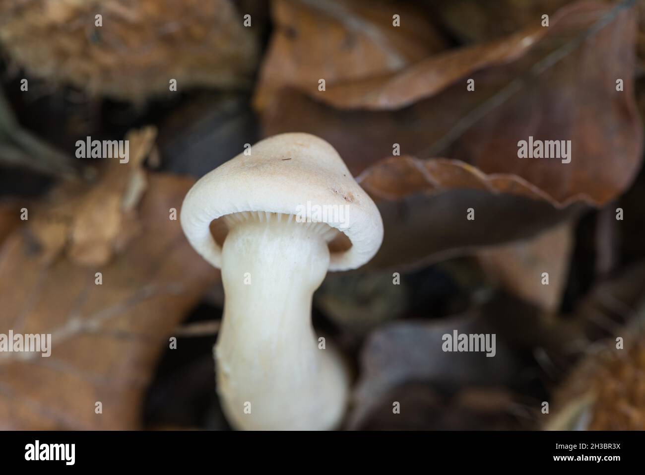 Clouded funnel fungus hi-res stock photography and images - Alamy