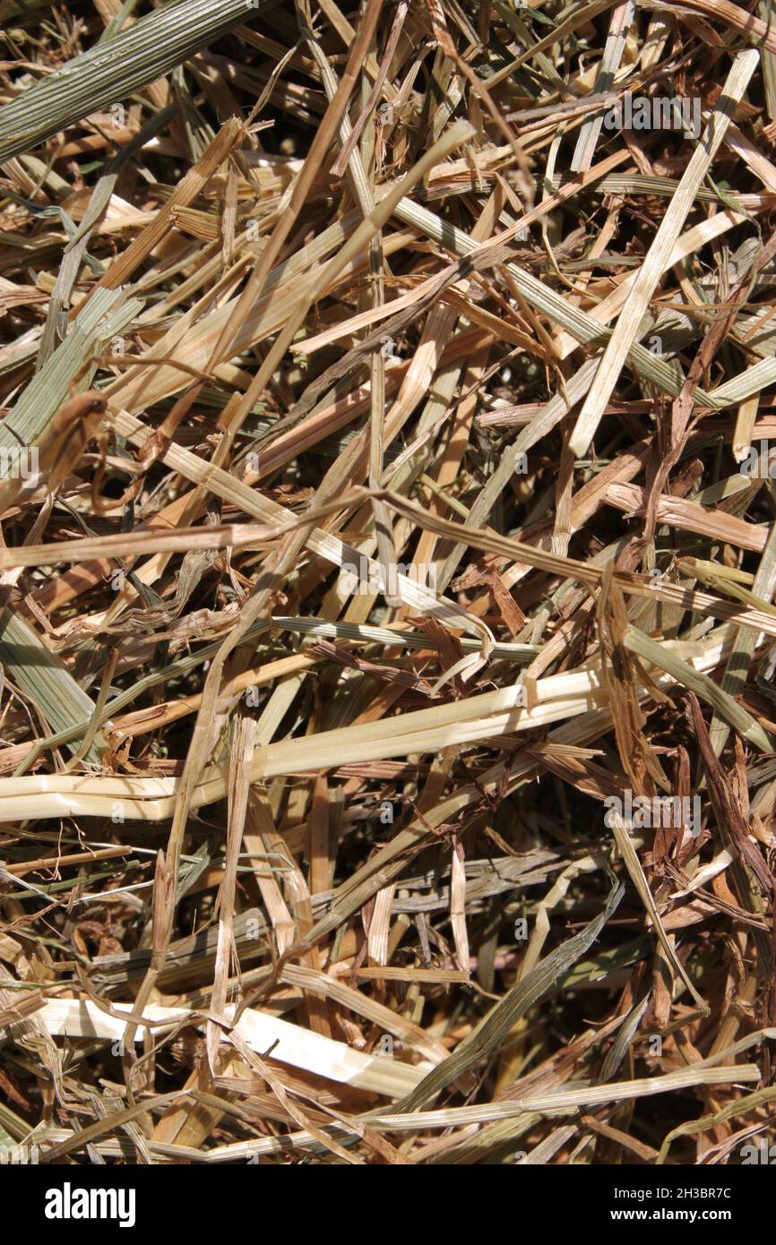 dry soft hay close up Stock Photo - Alamy