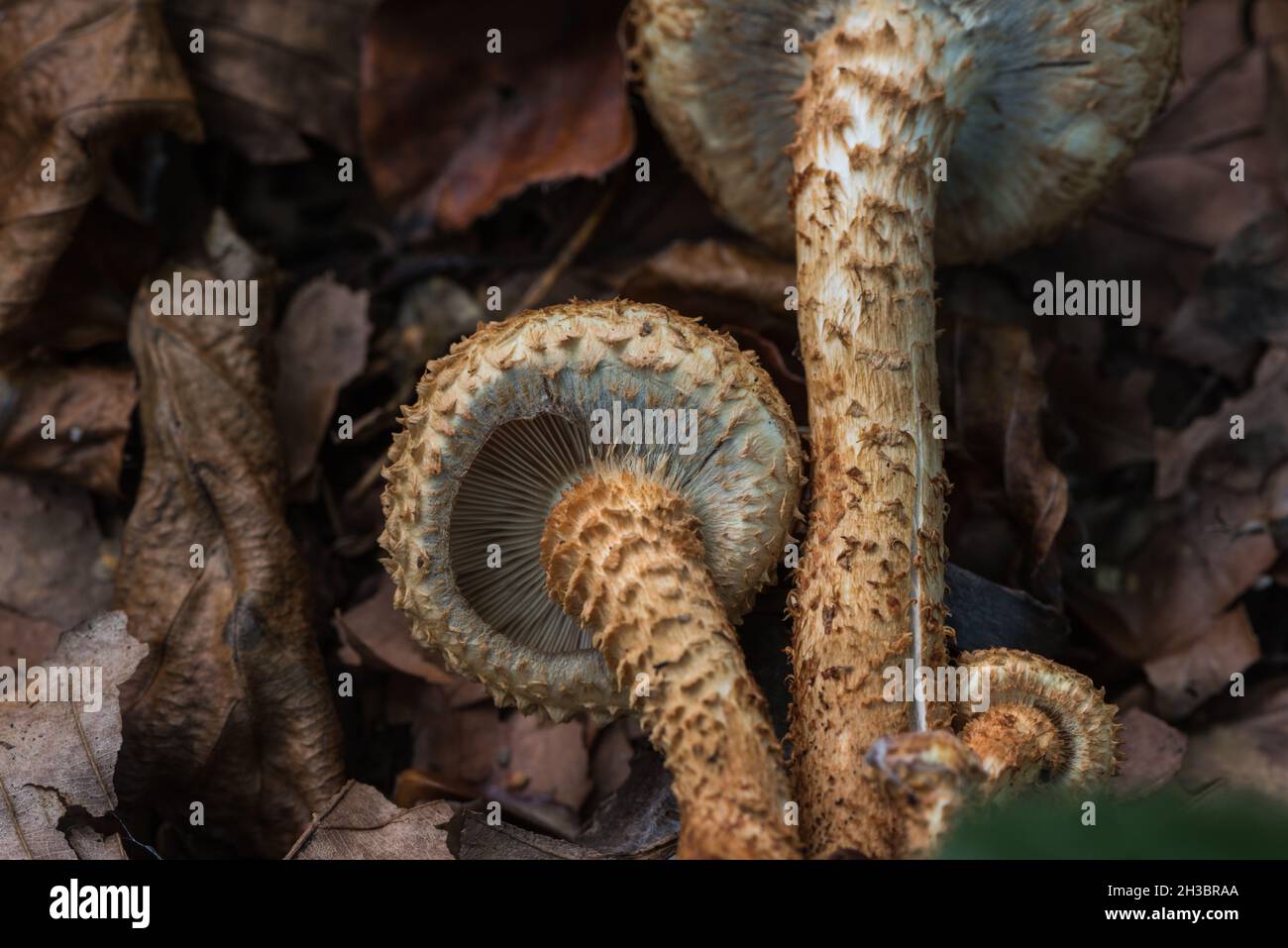 Fungus - Shaggy Scalycap (Pholiota squarrosa Stock Photo - Alamy