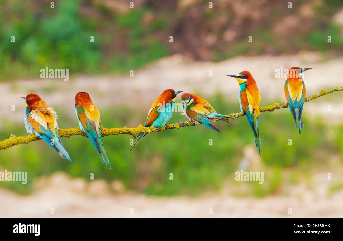 Two love birds branch hi-res stock photography and images - Alamy