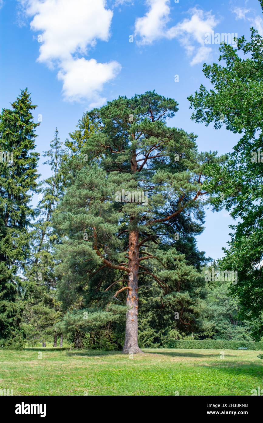 Majestic pine tree. Giant pine tree on meadow with green grass Stock ...