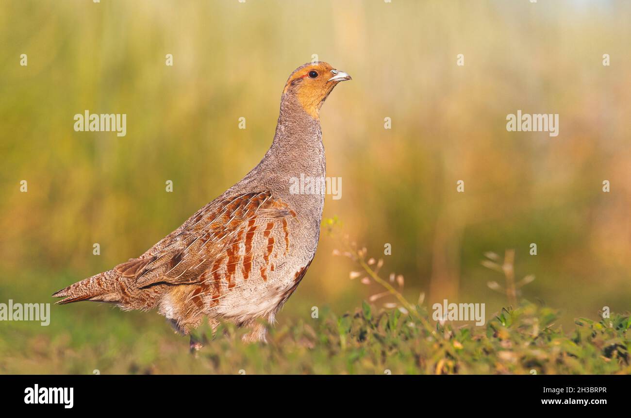 gray partridge beautiful wild bird among grasses Stock Photo - Alamy