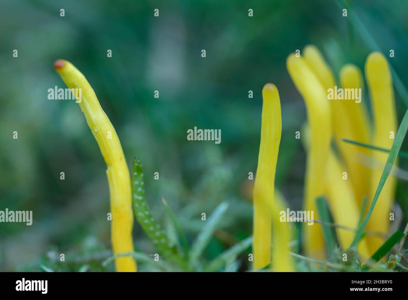 Yellow fungi hi-res stock photography and images - Alamy