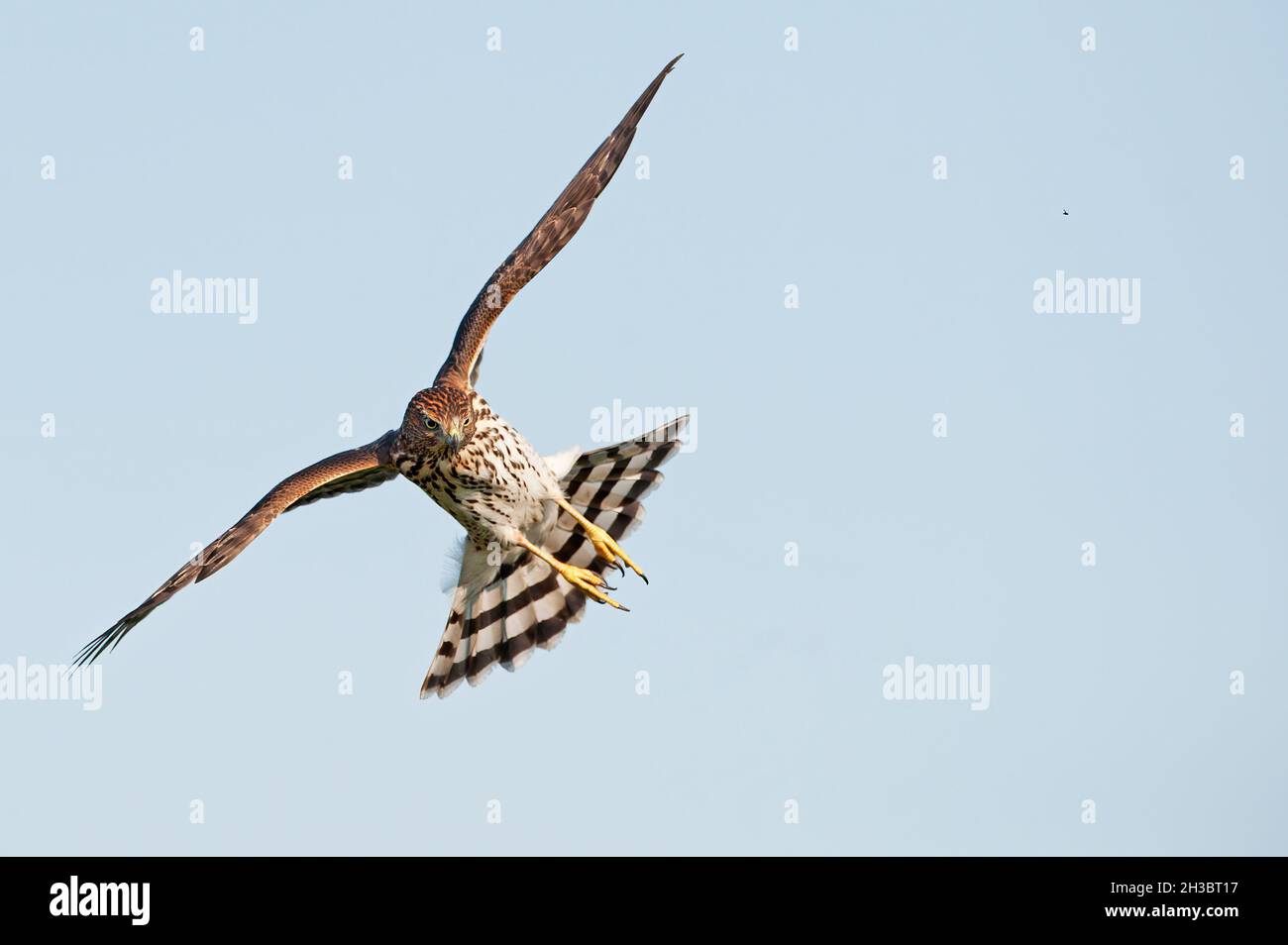Cooper's hawk flight during autumn migration Stock Photo - Alamy