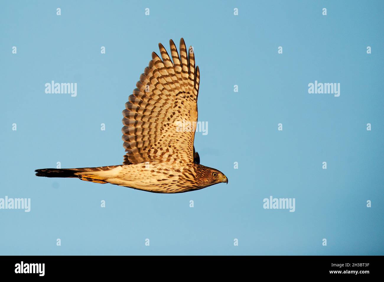 Cooper's hawk flight during autumn migration Stock Photo - Alamy