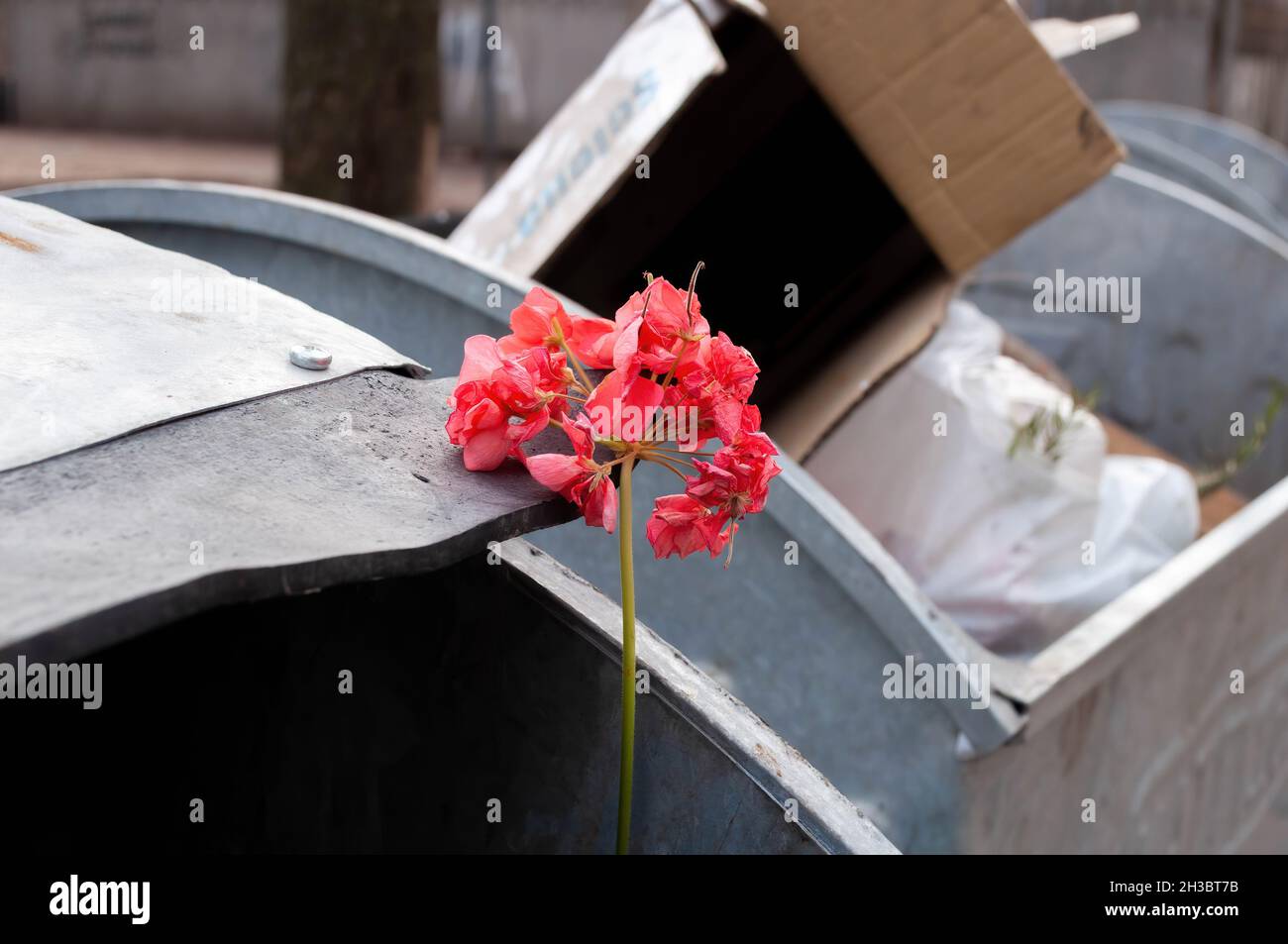 Bouquet flowers in trash hi-res stock photography and images - Alamy
