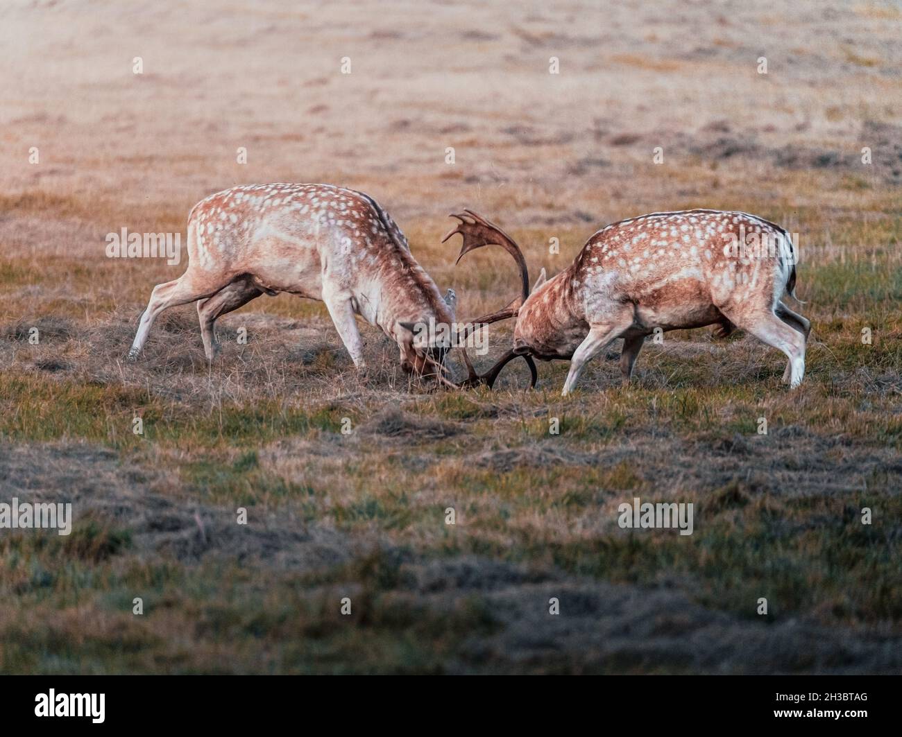 Beautiful shot in the wildlife of two deer males having a fight in a ...
